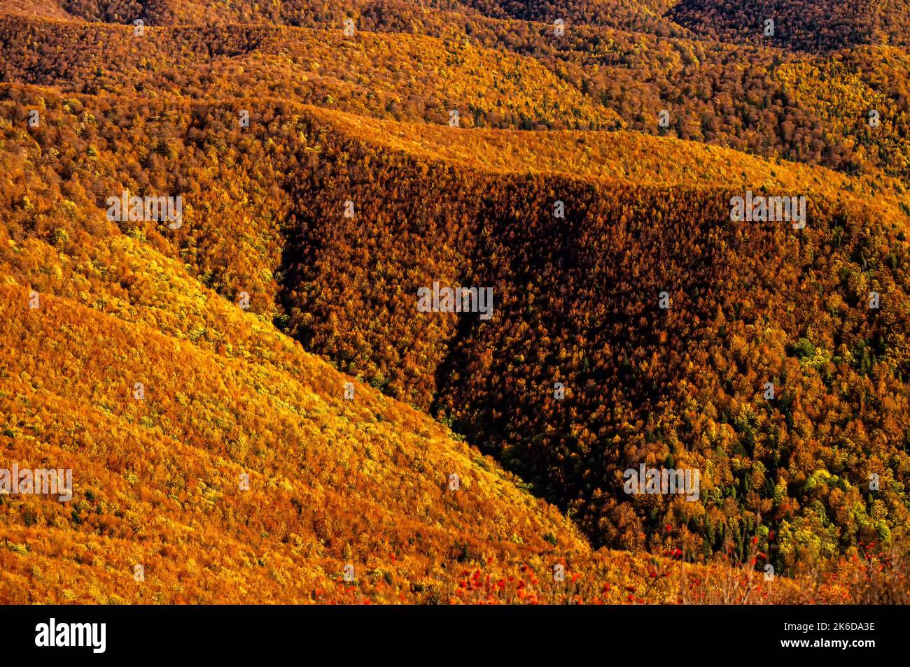 Colorful autumn mountain landscape. Ukrainian part of the Bieszczady ...