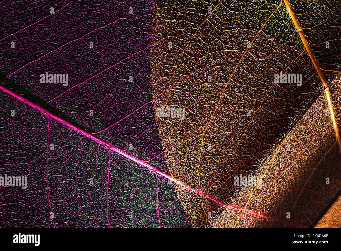dry magnolia leaf lit through a prism. macro photography. biophilic ...