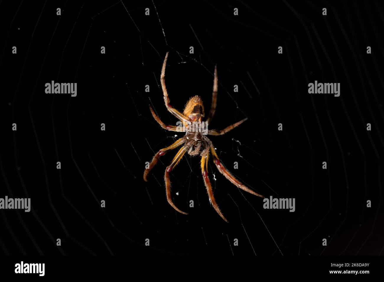 Close up view silk hi-res stock photography and images - Alamy