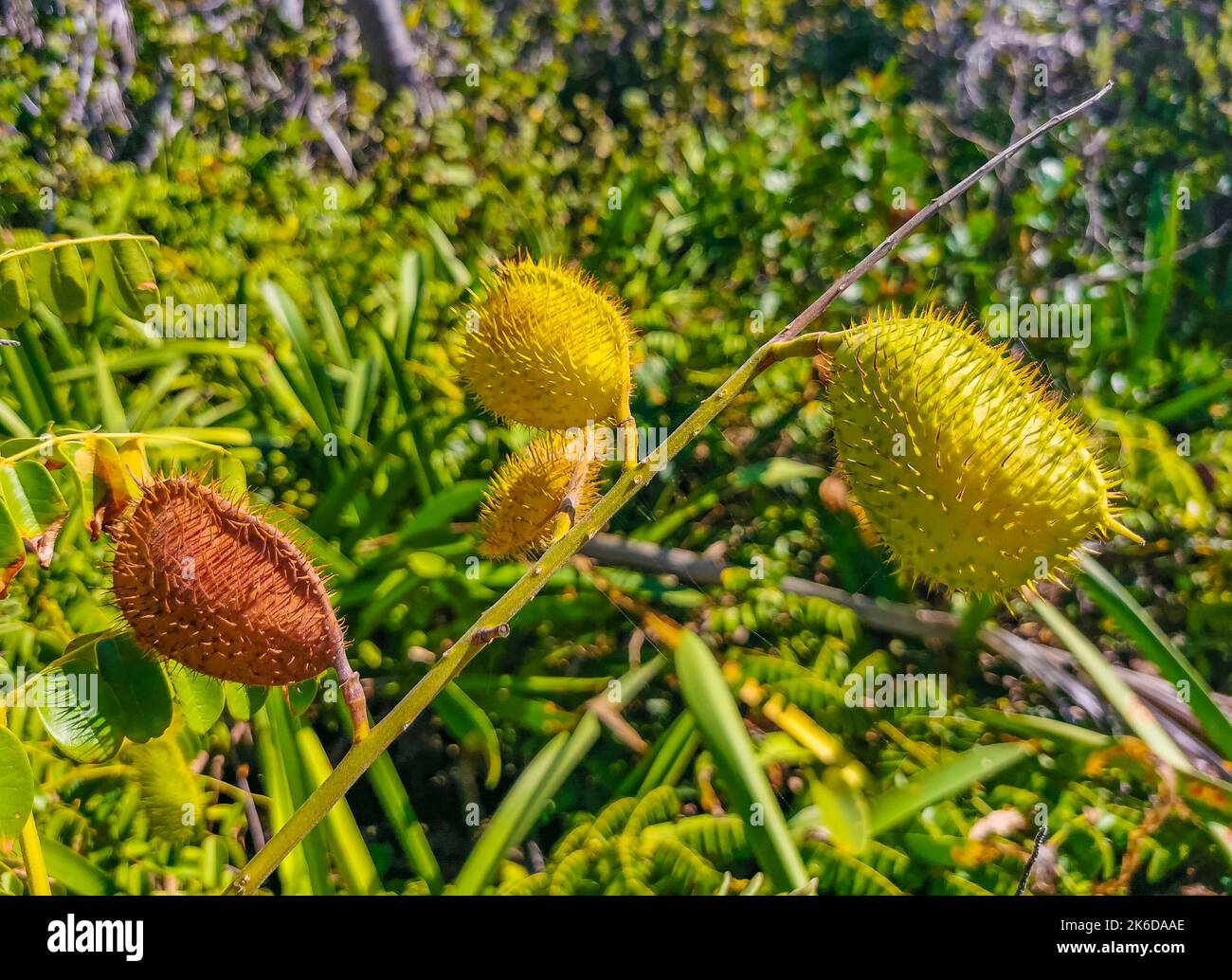 Tropical wild brown nuts with spikes on the beach on Contoy Island in ...