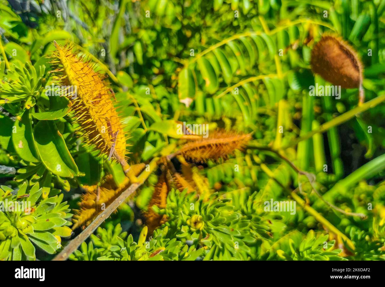 Tropical wild brown nuts with spikes on the beach on Contoy Island in ...