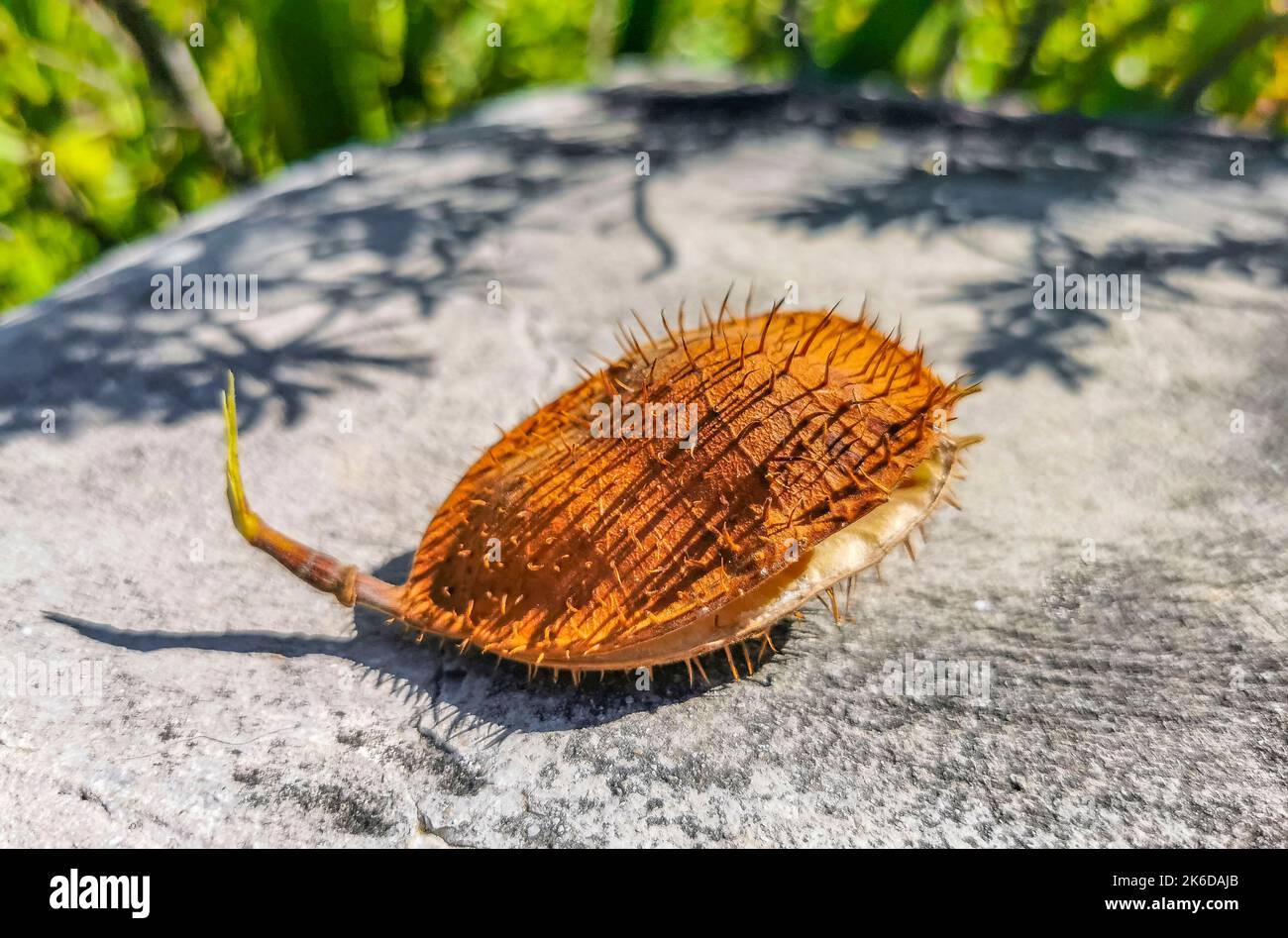 Tropical wild brown nuts with spikes on the beach on Contoy Island in ...