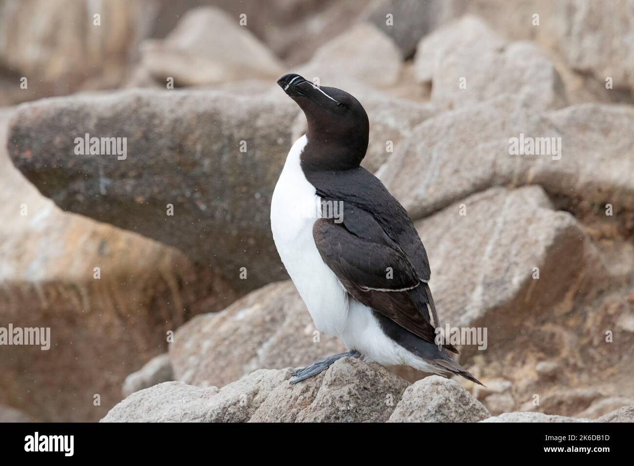 The razorbill (Alca torda) in its natural environment in northern ...