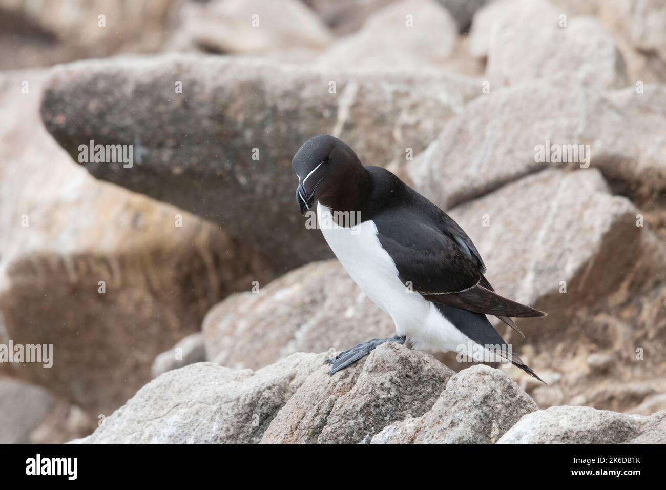 Varanger penisula hi-res stock photography and images - Alamy