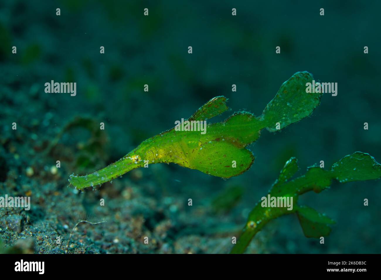 A Halimede ghost pipefish underwater captured in a scuba dive Stock ...