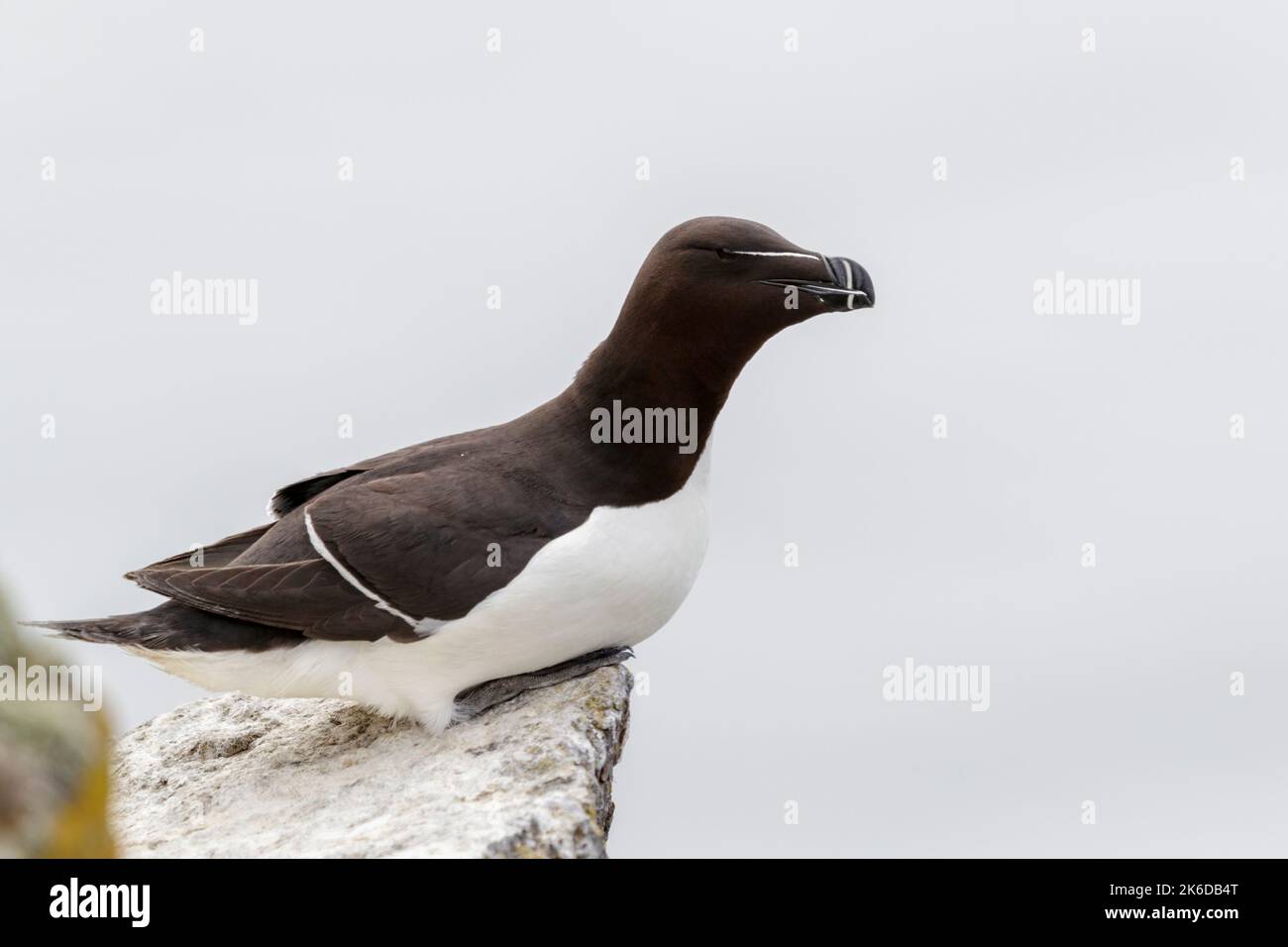 The razorbill (Alca torda) in its natural environment in northern ...