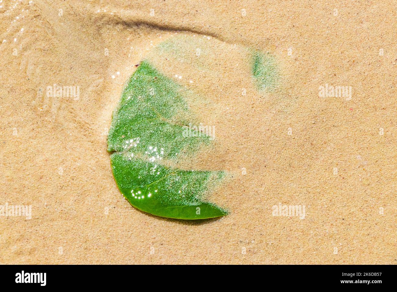 Tropical foliage leaf in sand and water on beach in Playa del Carmen ...