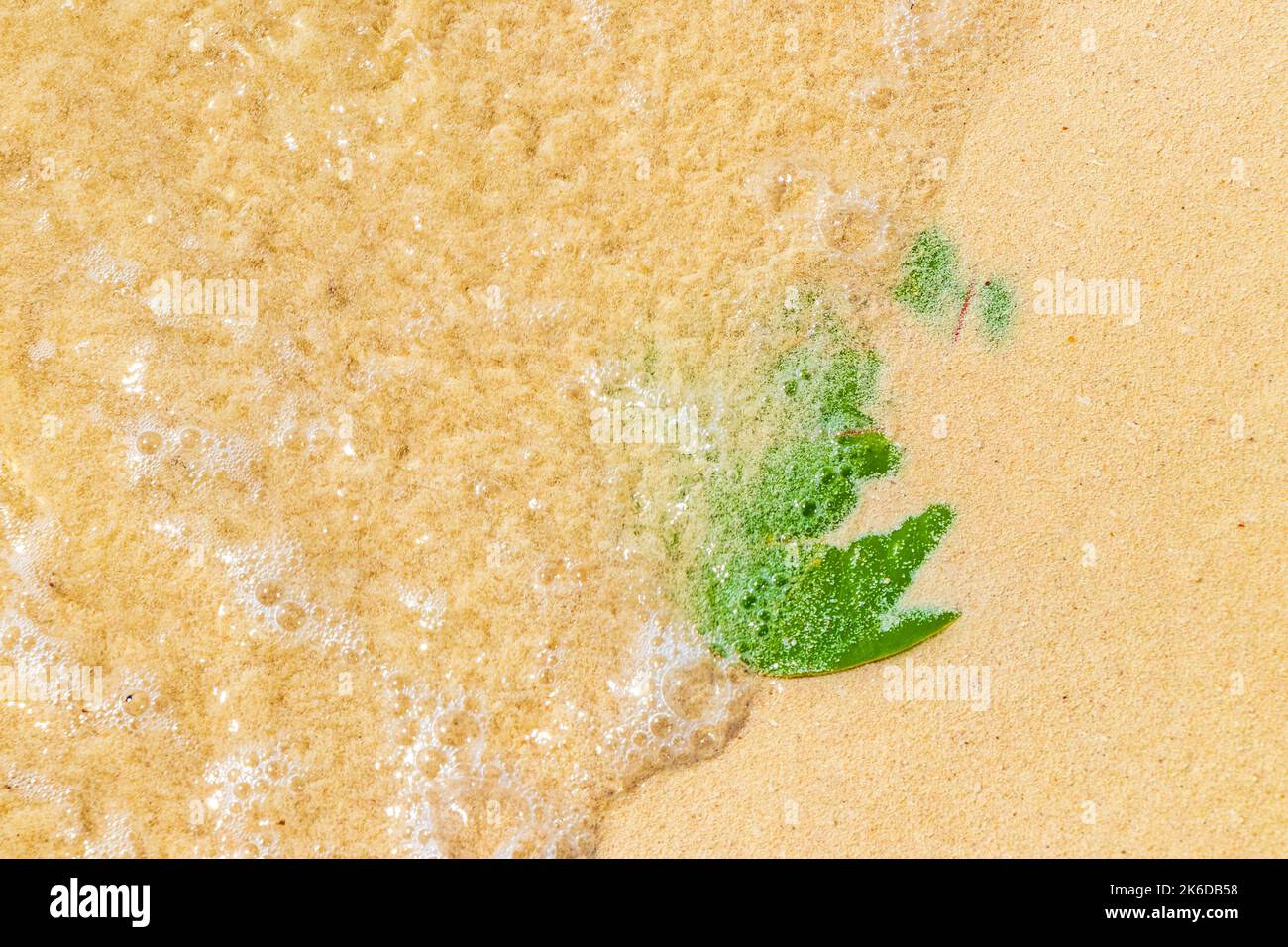 Tropical foliage leaf in sand and water on beach in Playa del Carmen ...