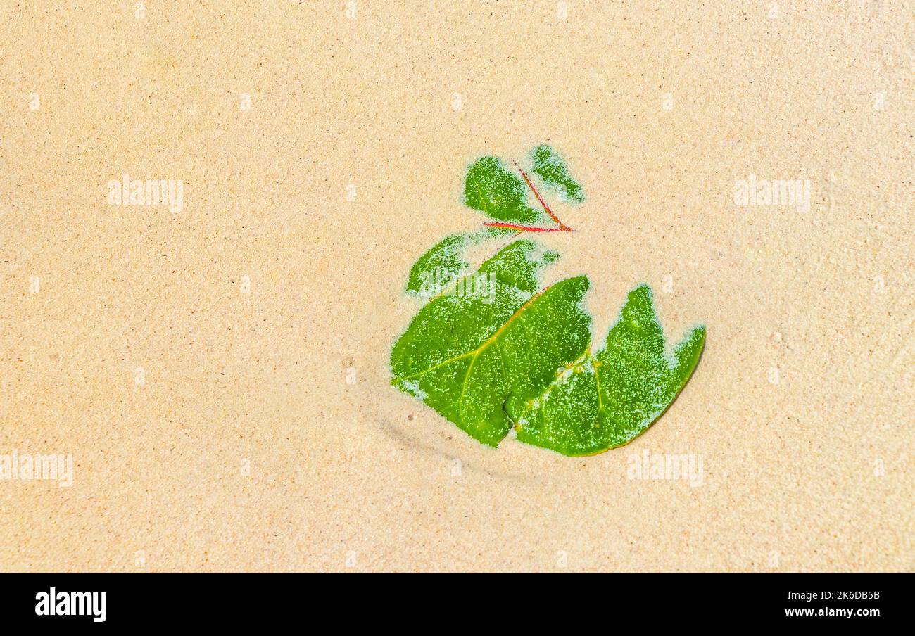 Tropical foliage leaf in sand and water on beach in Playa del Carmen ...