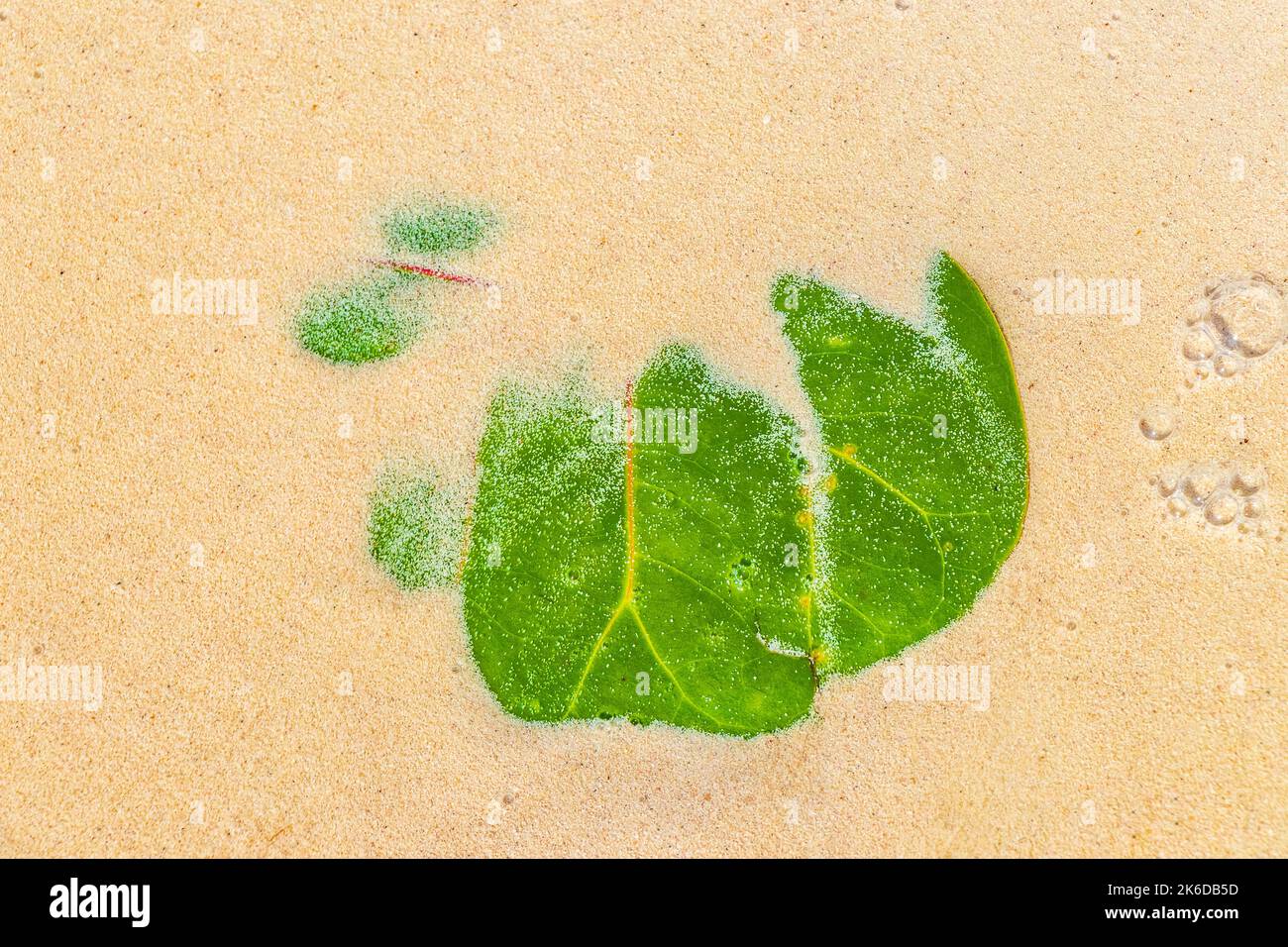 Tropical foliage leaf in sand and water on beach in Playa del Carmen ...
