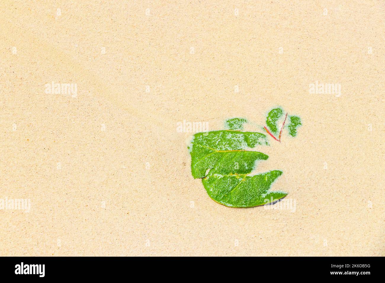 Tropical foliage leaf in sand and water on beach in Playa del Carmen ...