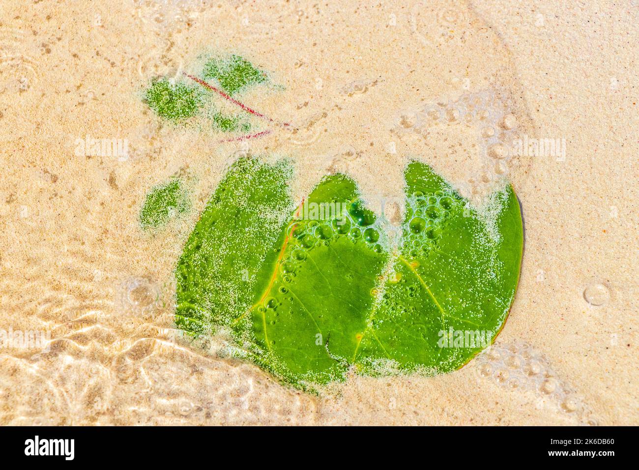 Tropical foliage leaf in sand and water on beach in Playa del Carmen ...