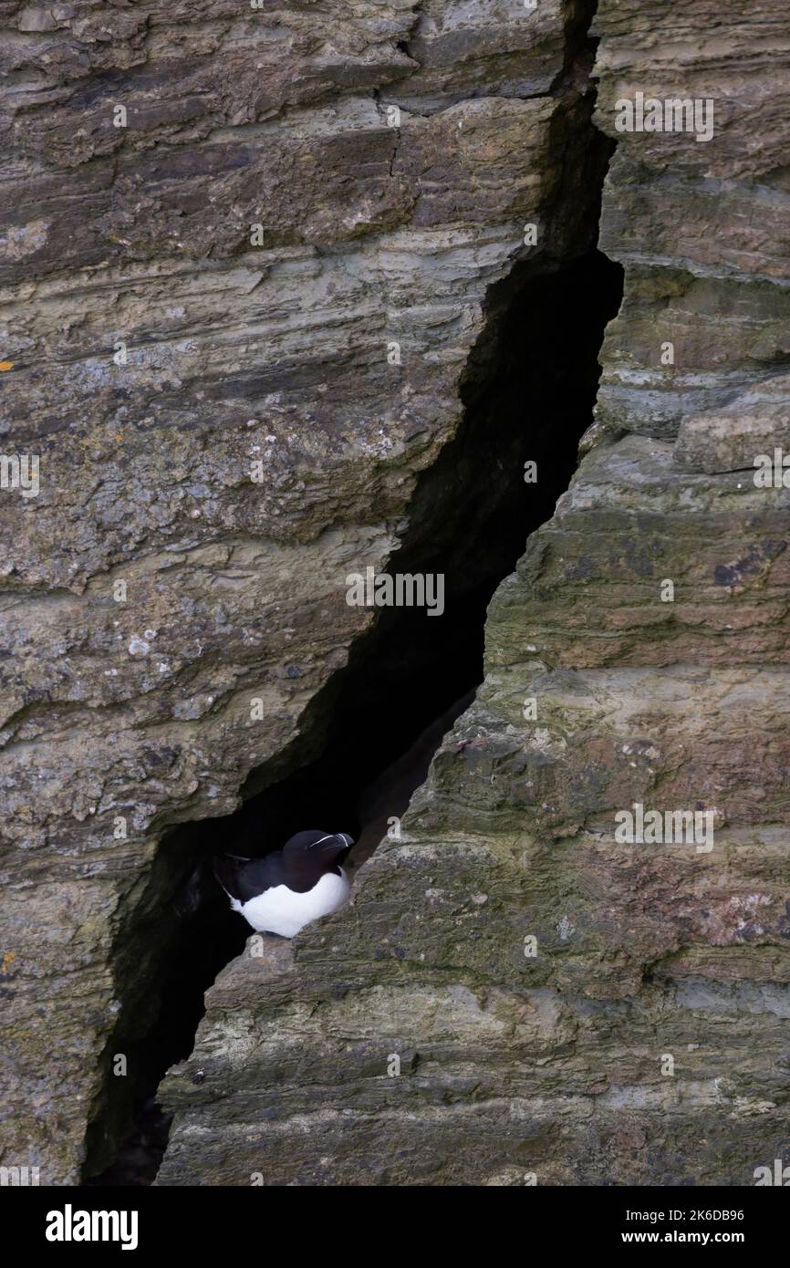 Razorbills northern ireland hi-res stock photography and images - Alamy