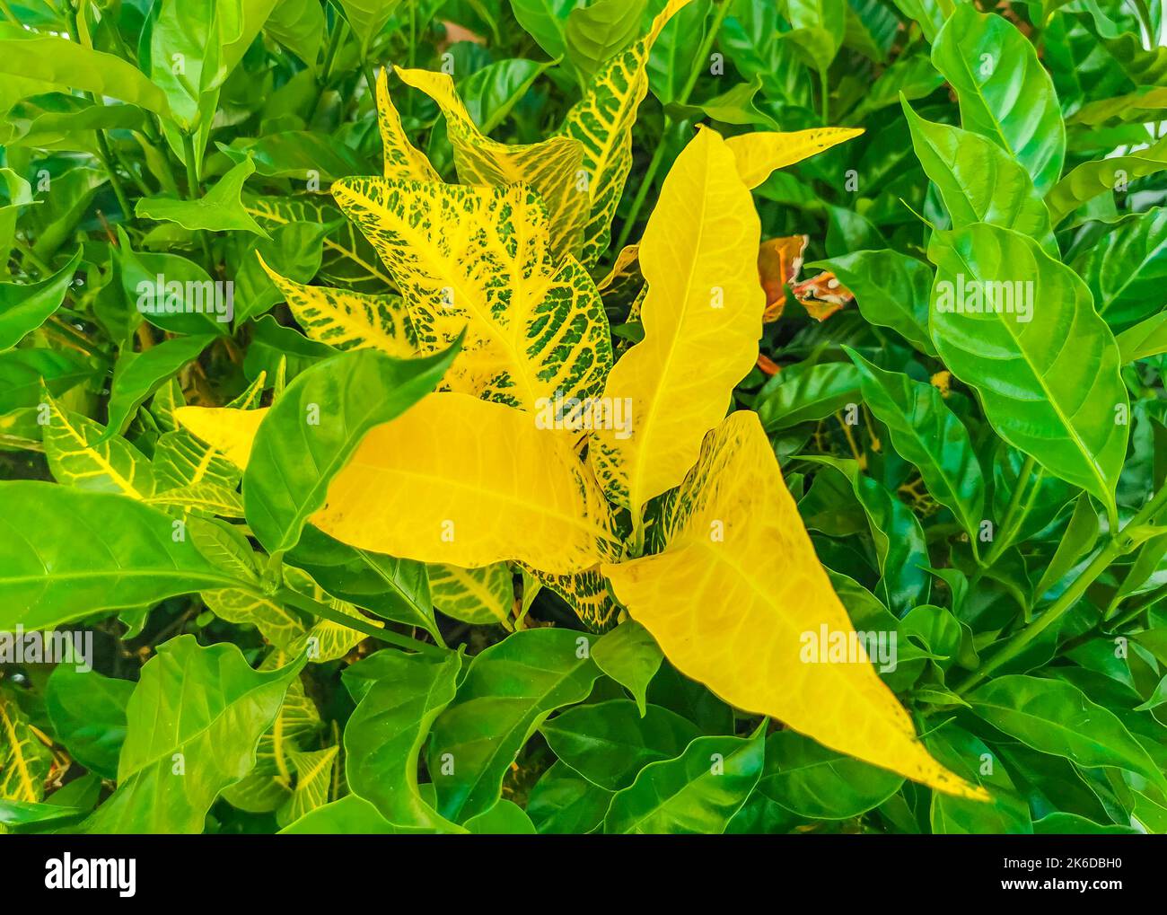 Beautiful tropical garden plant plants tree flower in green and yellow ...