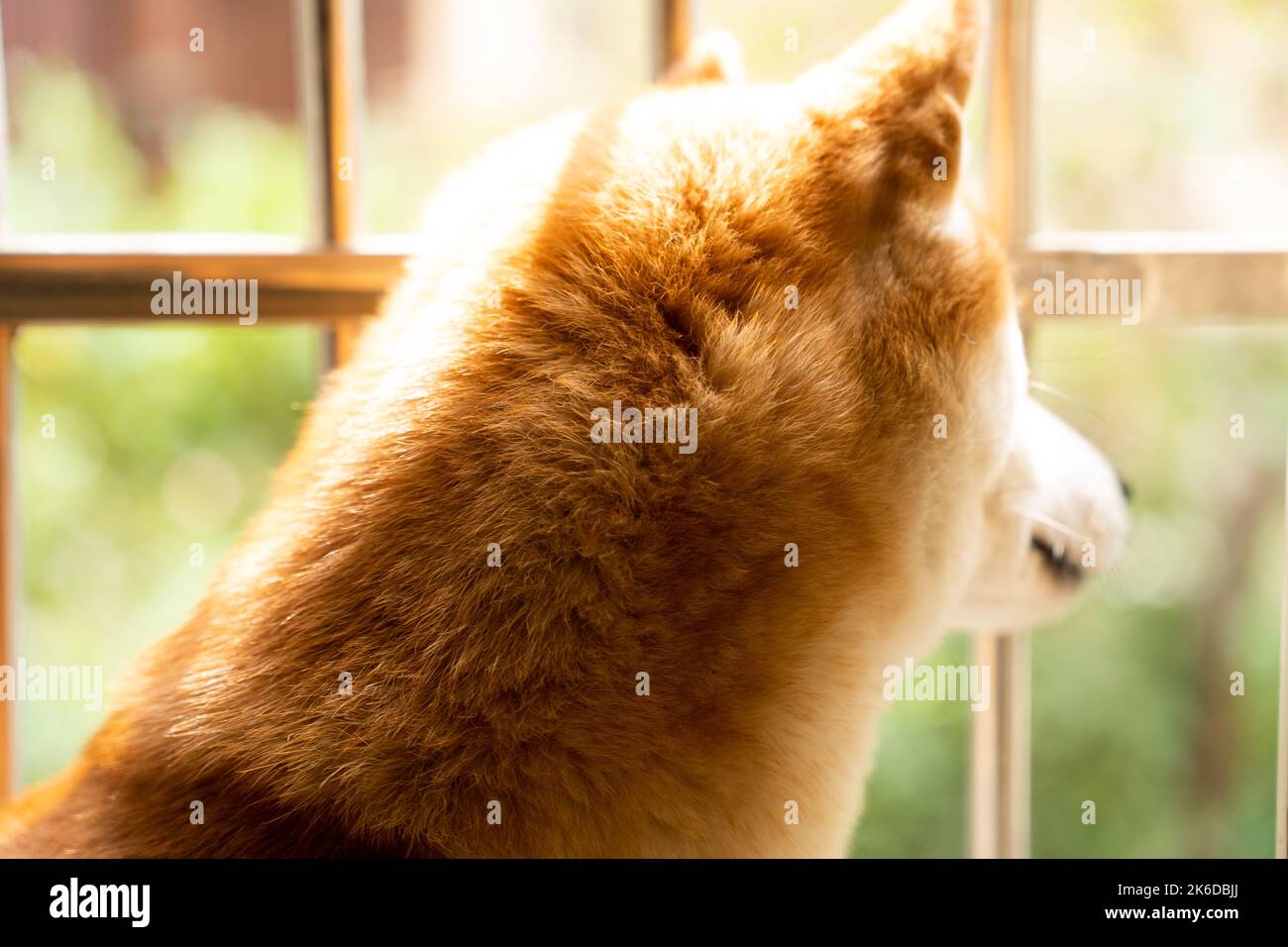 Closeup adorable shiba inu hi-res stock photography and images - Alamy