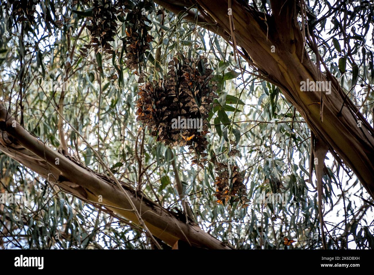 A mass of monarch butterflies clustering in a eucalyptus tree ...