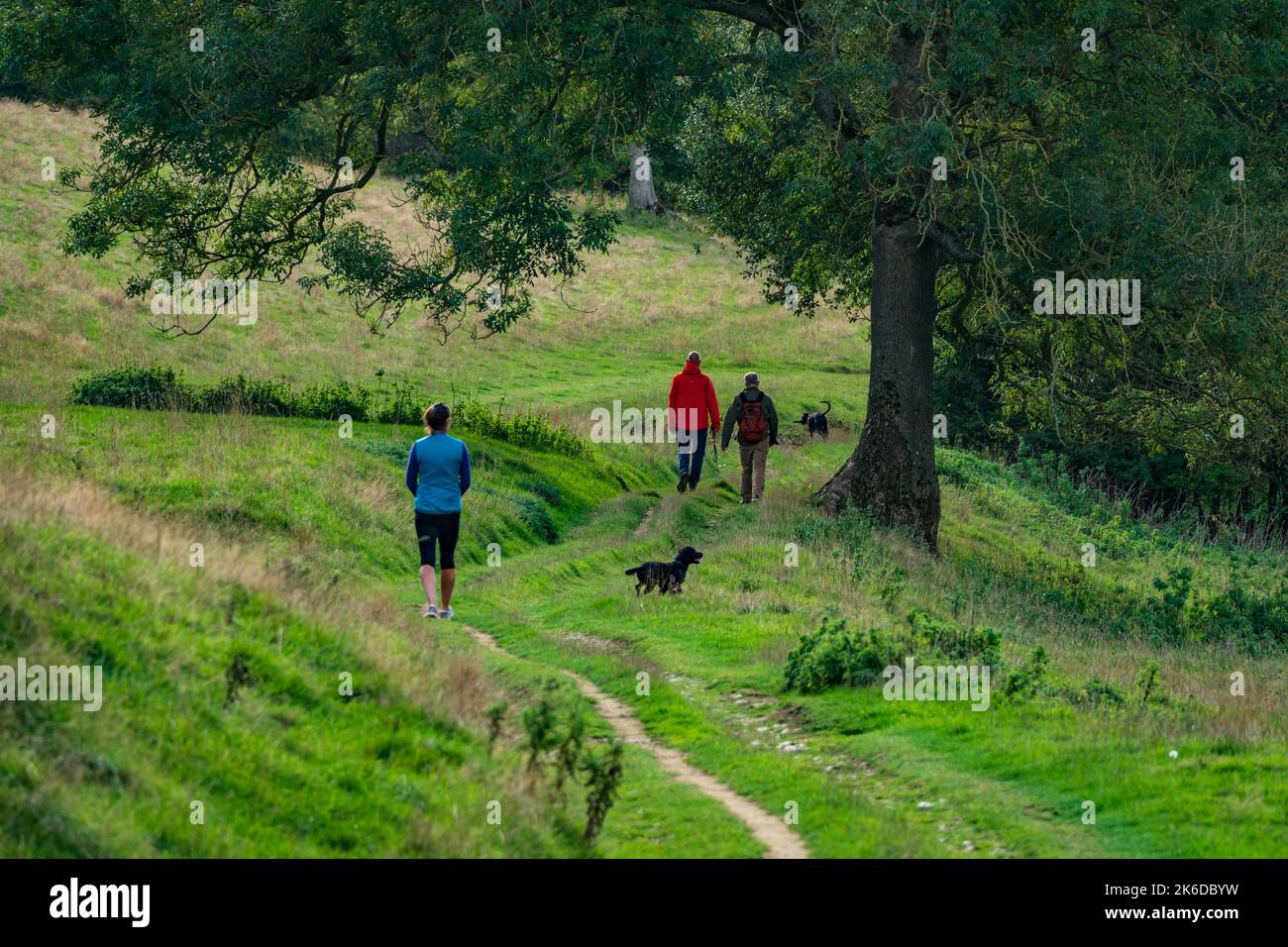 An aerial of people hiking with dogs through the country path, green ...