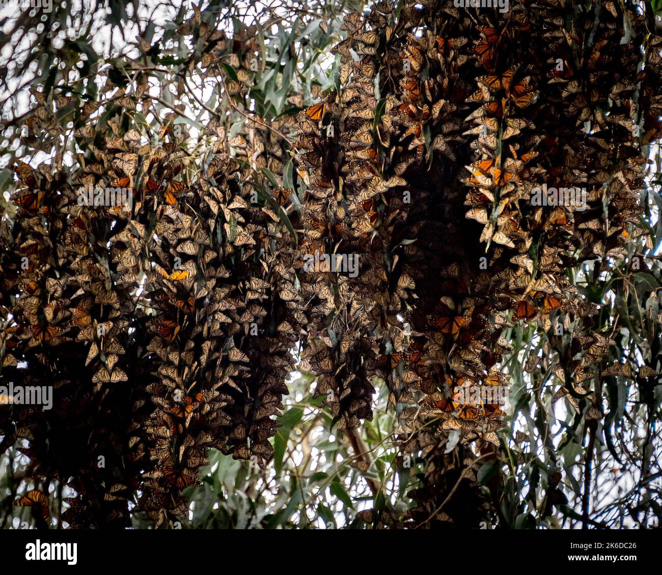 A massive cluster of monarch butterflies overwinters in eucalyptus trees at Pismo Beach monarch ...