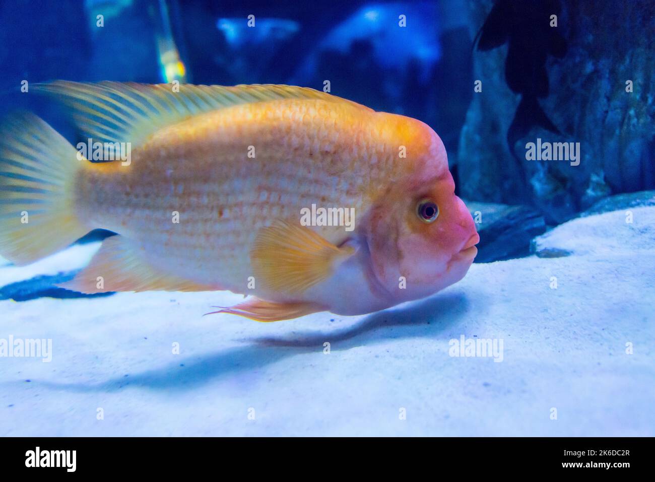 A side closeup of a bright aquarium fish Midas cichlid, blue sand and ...