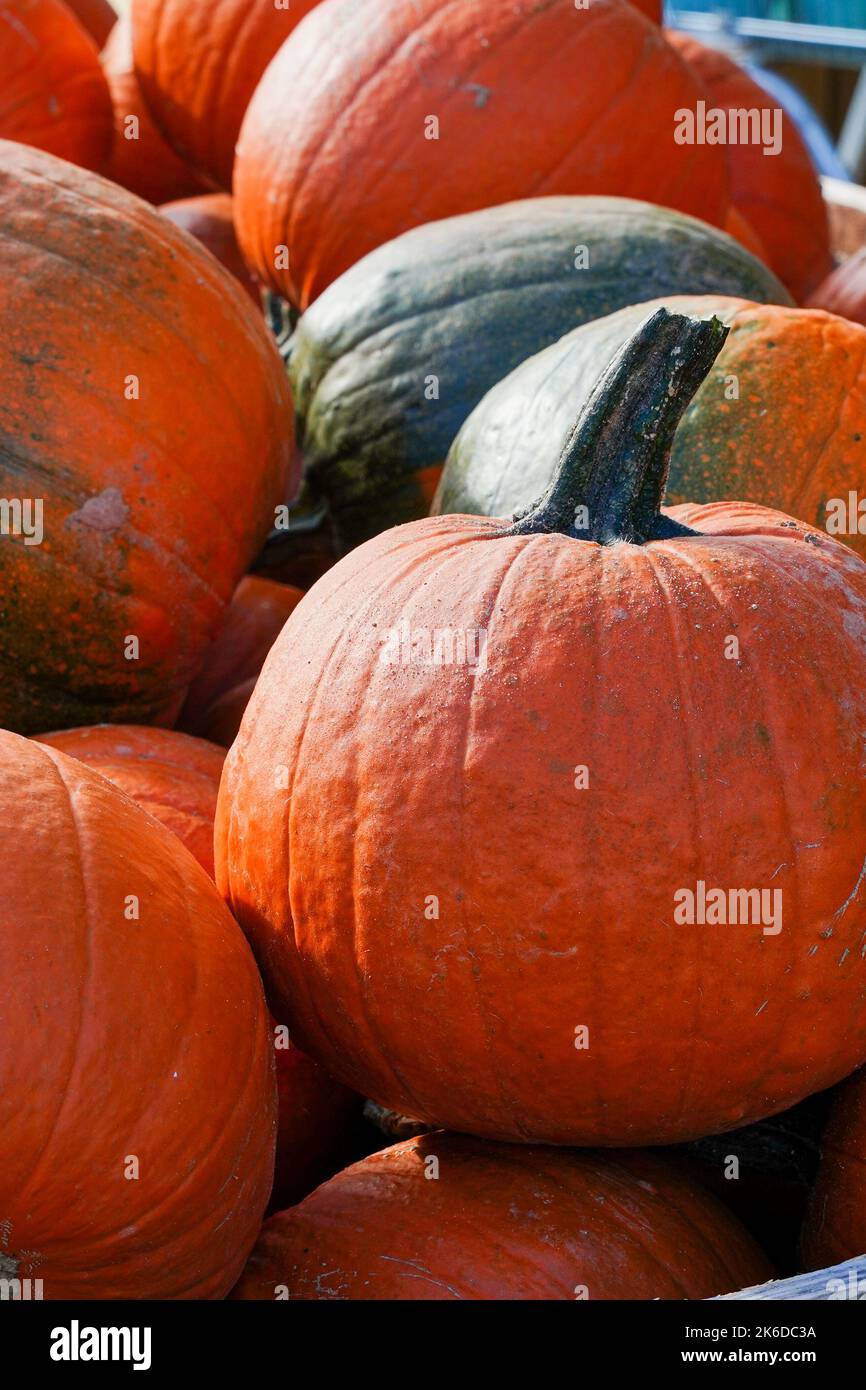 Harvest pumpkins hi-res stock photography and images - Alamy