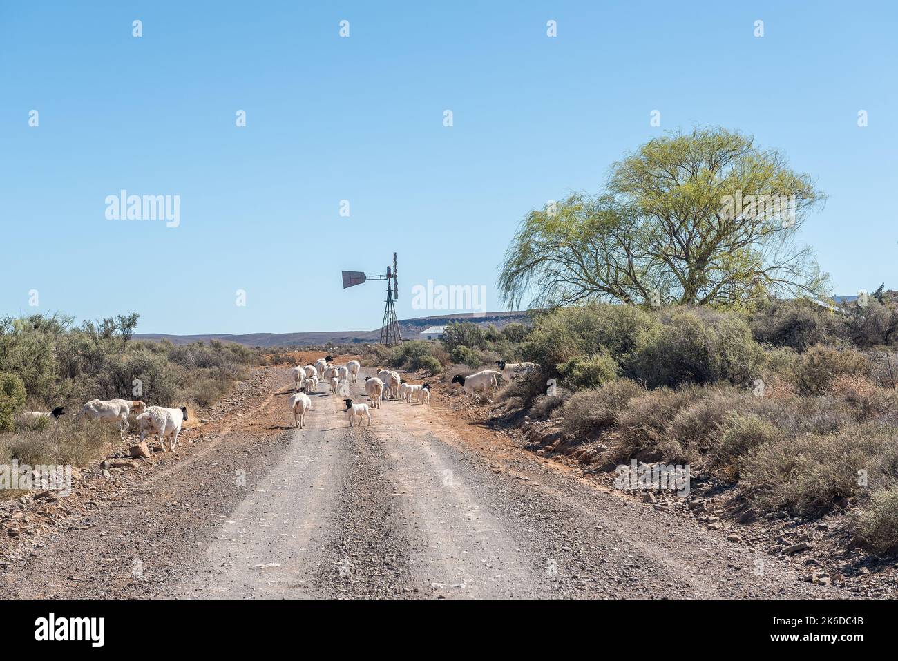 Sheep blocking the historic Postal Route between Fraserburg and ...