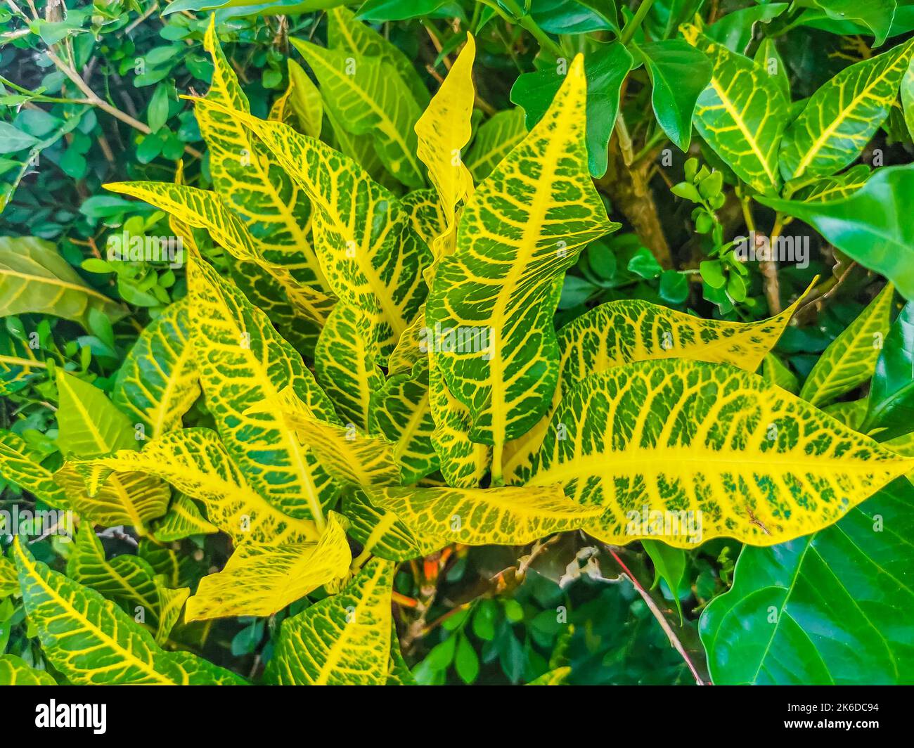Beautiful tropical garden plant plants tree flower in green and yellow ...
