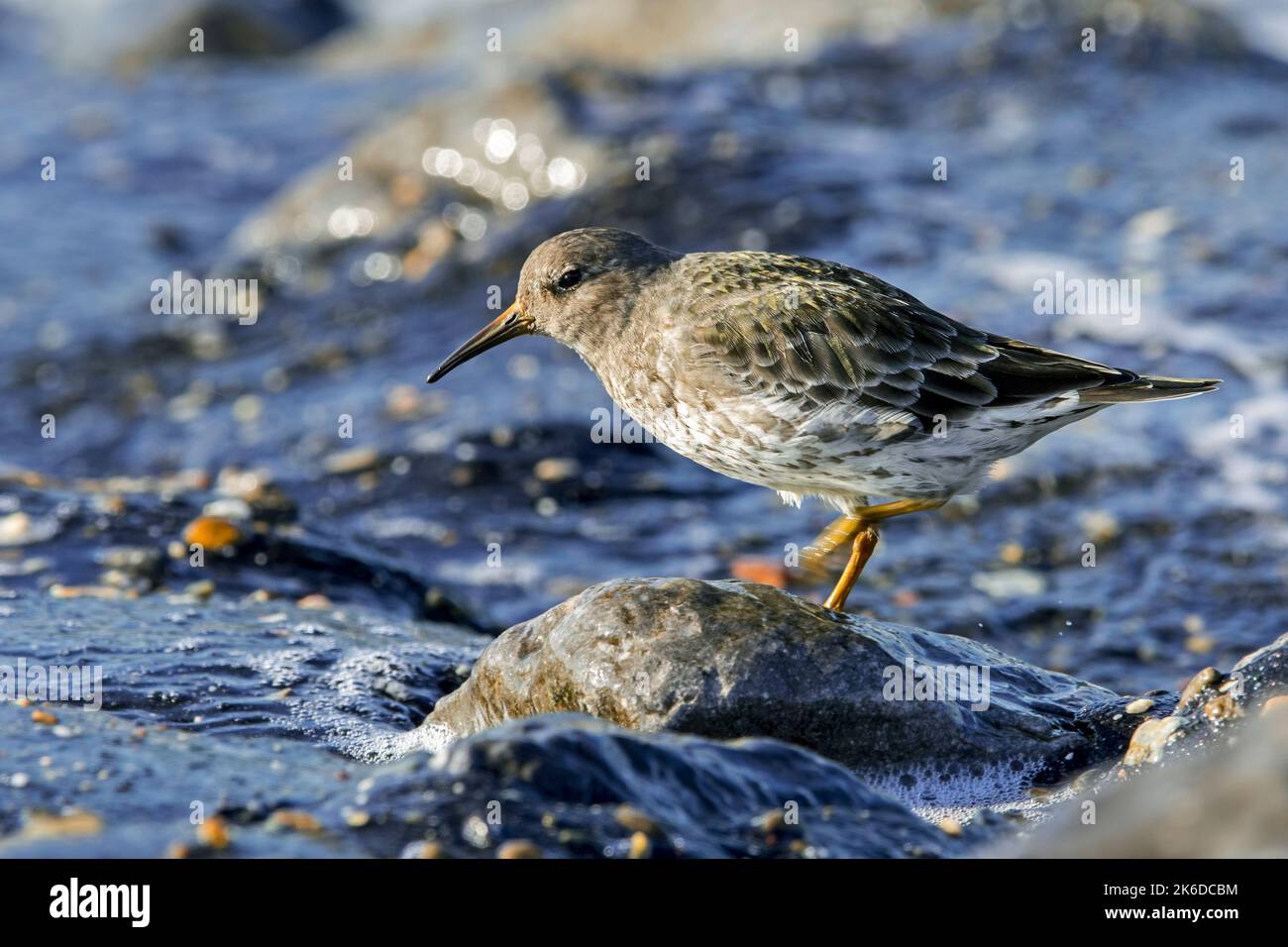Purple sandpiper (Calidris maritima) in non-breeding winter plumage ...