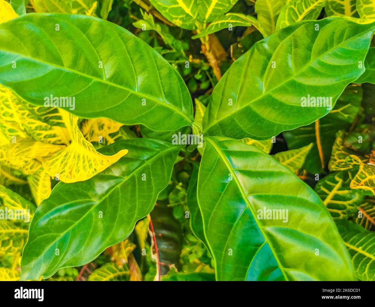 Beautiful tropical garden plant plants tree flower in green and yellow ...
