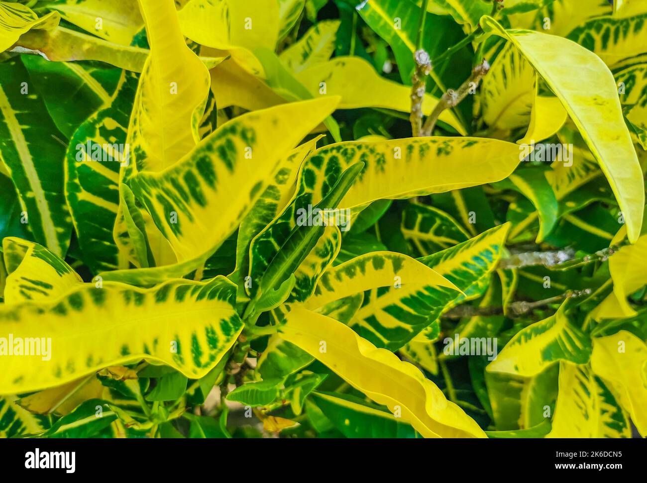 Beautiful tropical garden plant plants tree flower in green and yellow ...