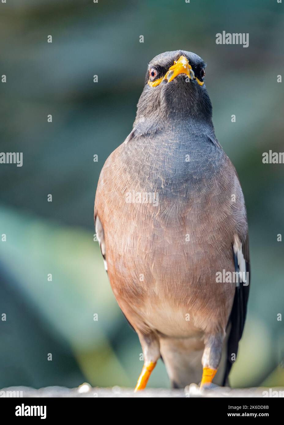 A Myna in a angry mood on a wall Stock Photo - Alamy