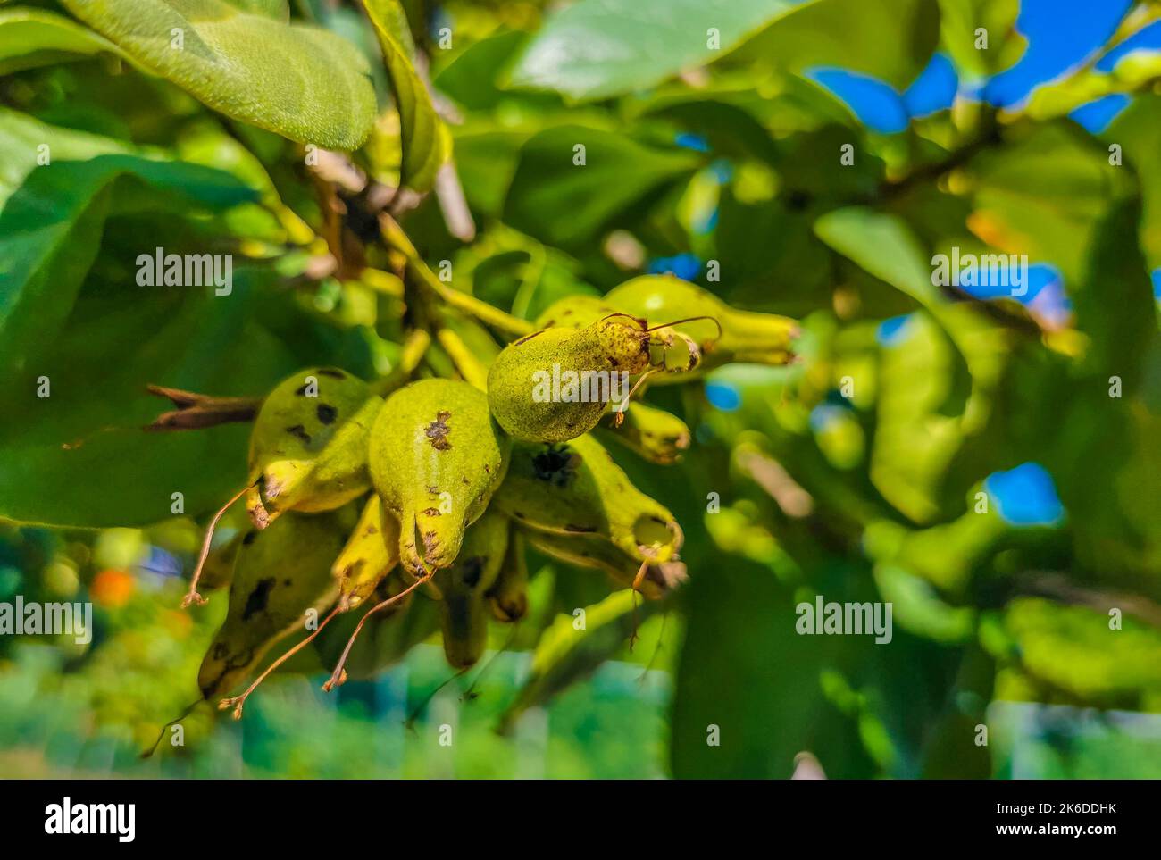 Kou Cordia subcordata flowering tree with orange flowers beach cordia ...
