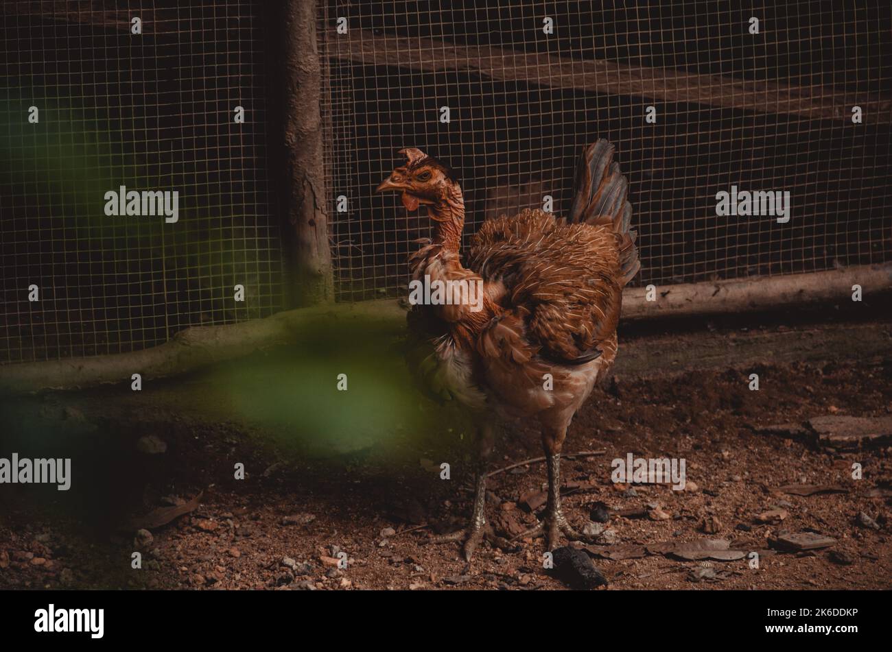 A chicken with no feathers on its neck looking directly at the camera ...