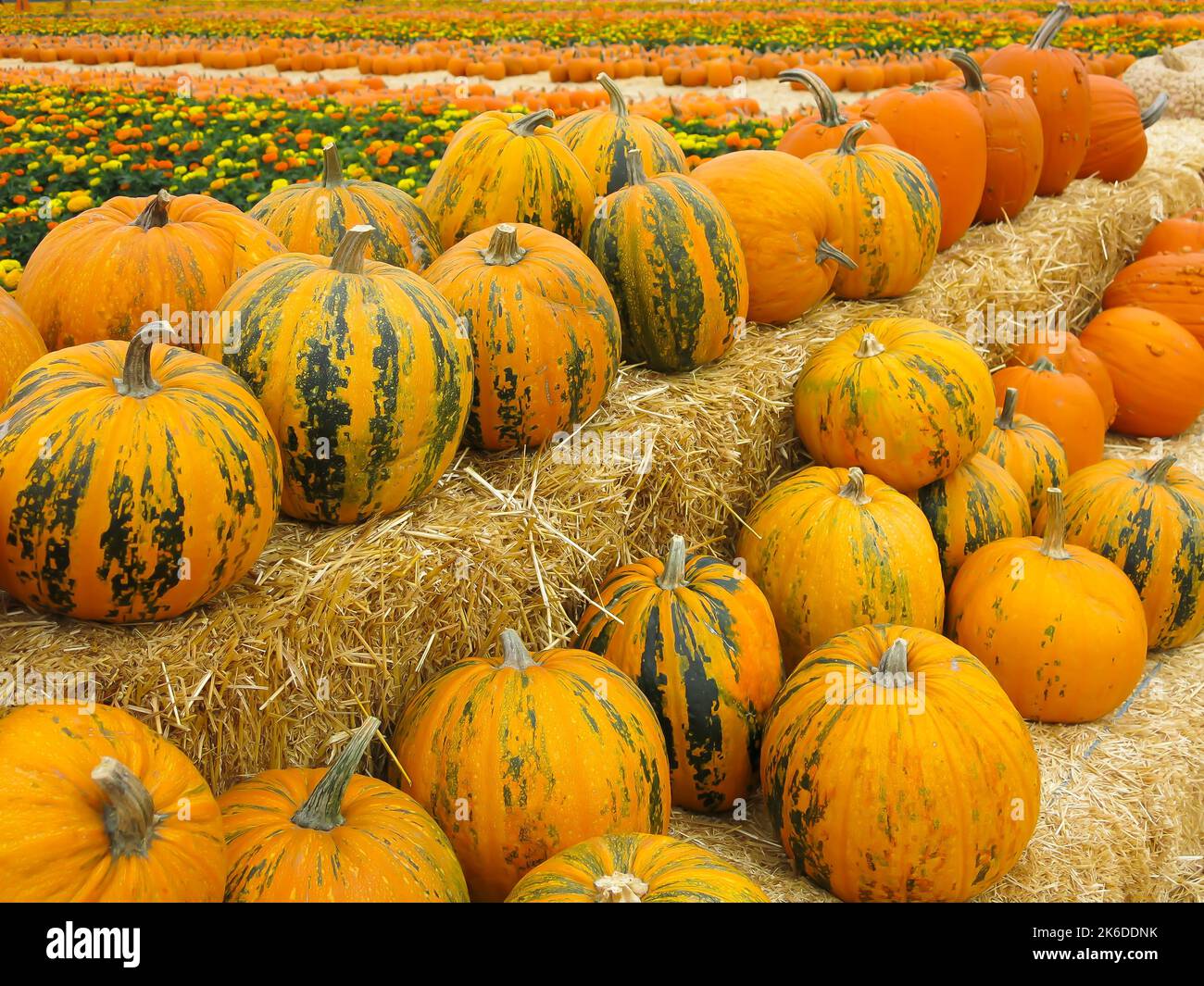 Display front hi-res stock photography and images - Alamy