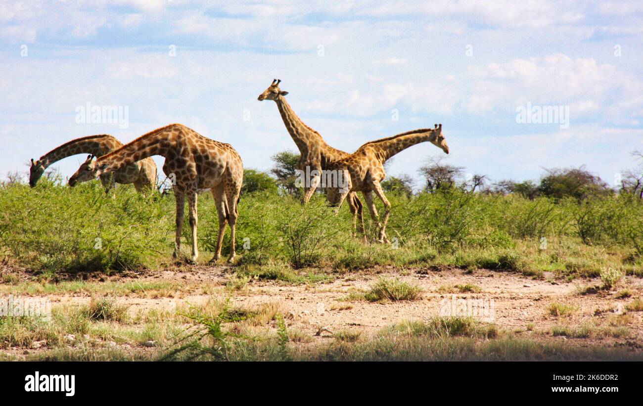 The herd of giraffes grazing in the green field on a bright sunny day ...