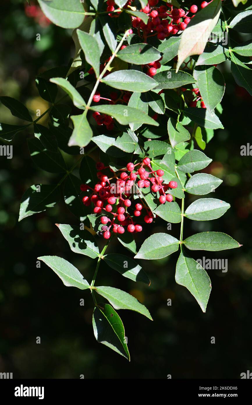common prickly-ash, common pricklyash, common prickly ash, Zanthoxylum ...