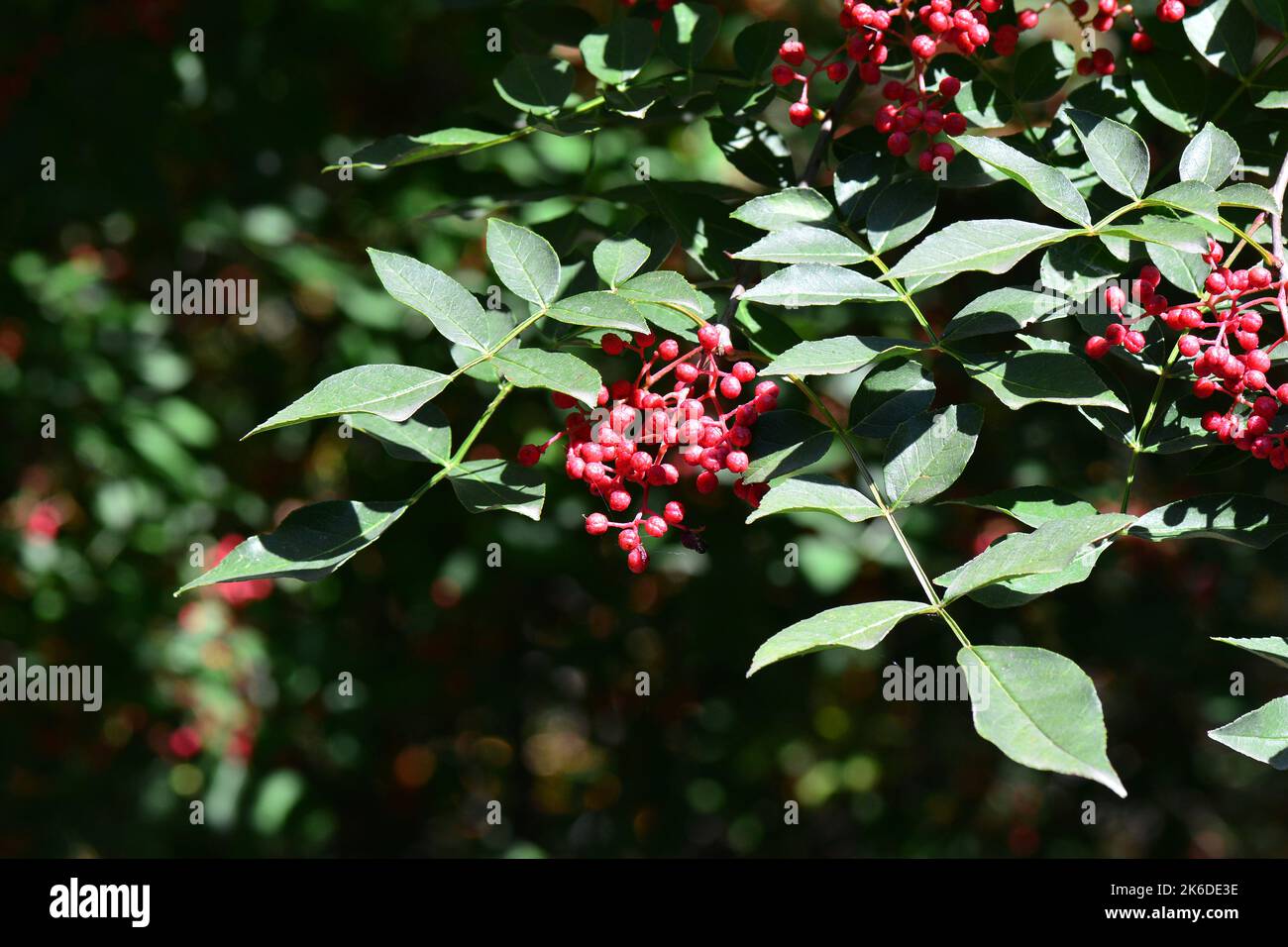 common prickly-ash, common pricklyash, common prickly ash, Zanthoxylum ...