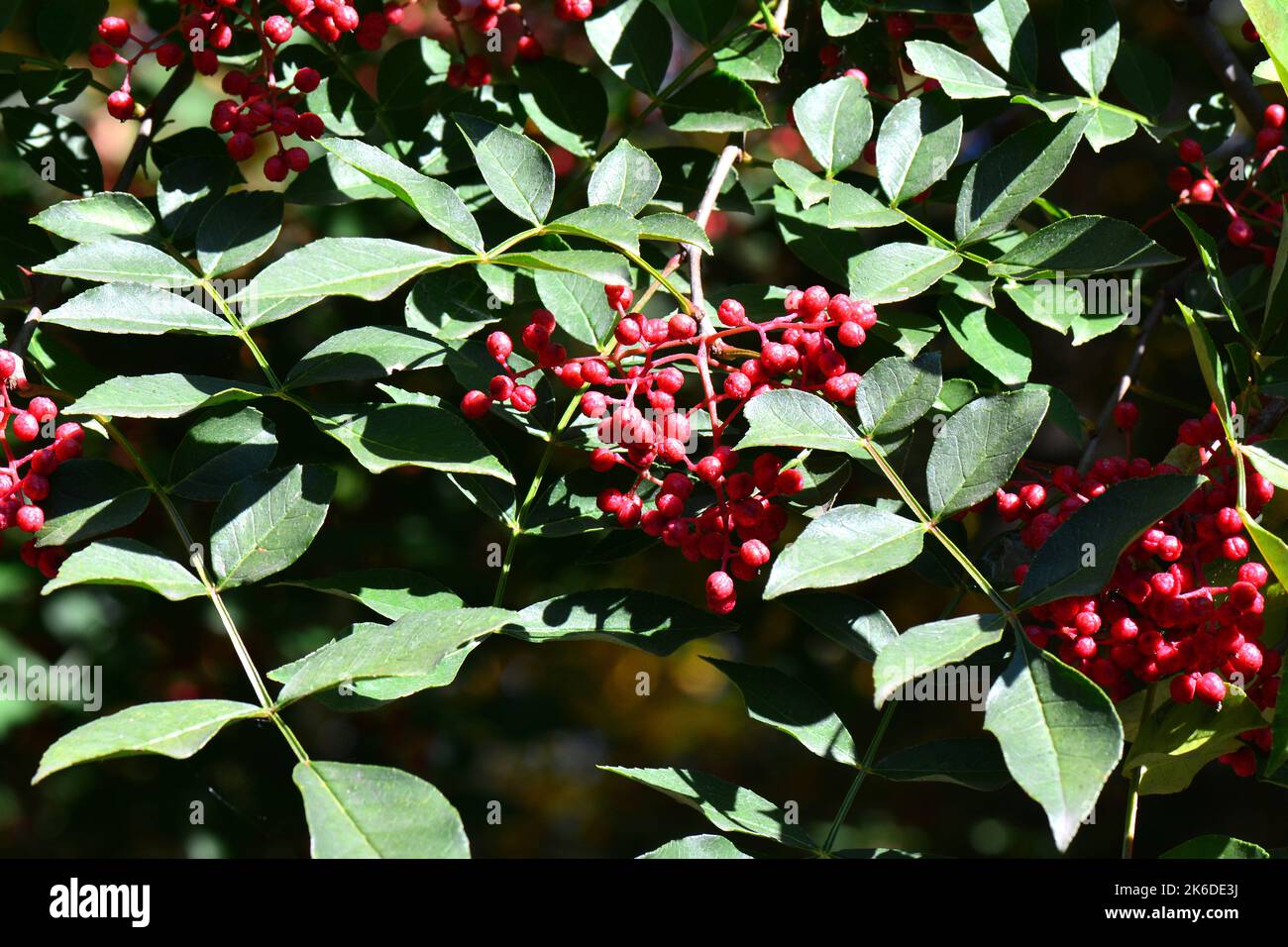 common prickly-ash, common pricklyash, common prickly ash, Zanthoxylum ...