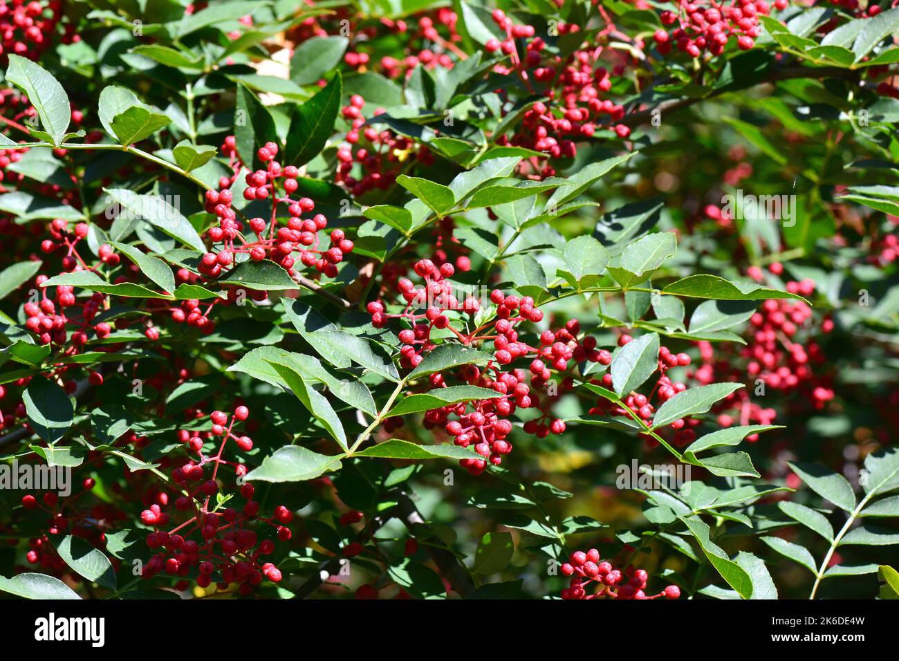 common prickly-ash, common pricklyash, common prickly ash, Zanthoxylum ...