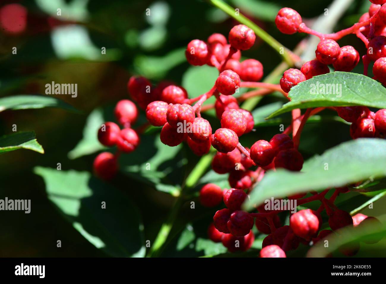 common prickly-ash, common pricklyash, common prickly ash, Zanthoxylum ...