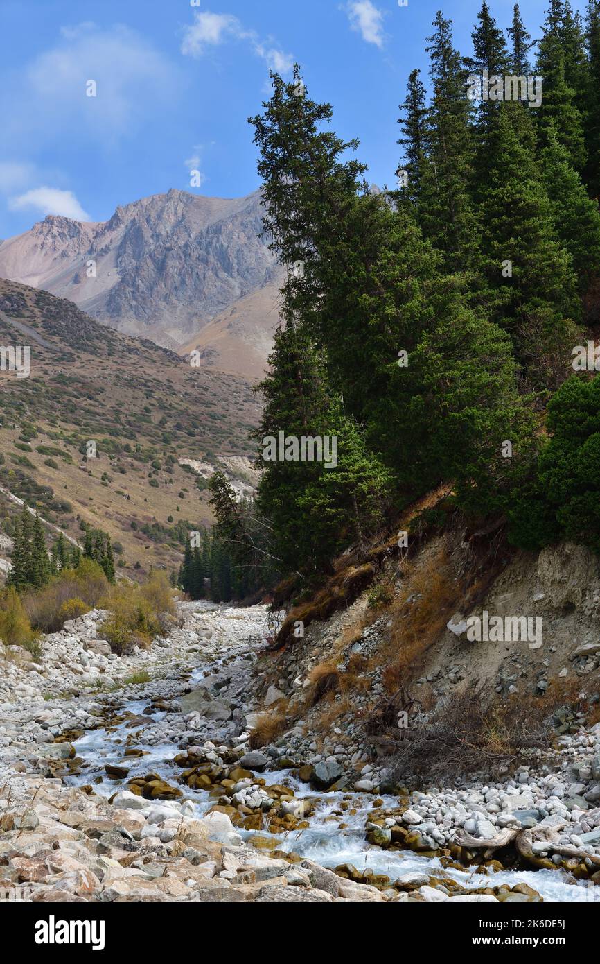 Ak Sai valley autumn landscape. River, stone run, Tian Shan fir trees ...