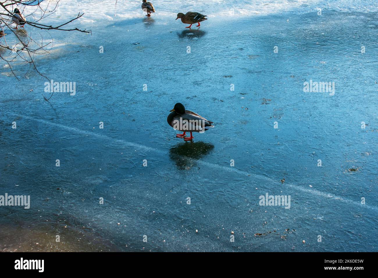 A Duck Walks On Ice In Winter Golden Sunlight Reflects On An Ice