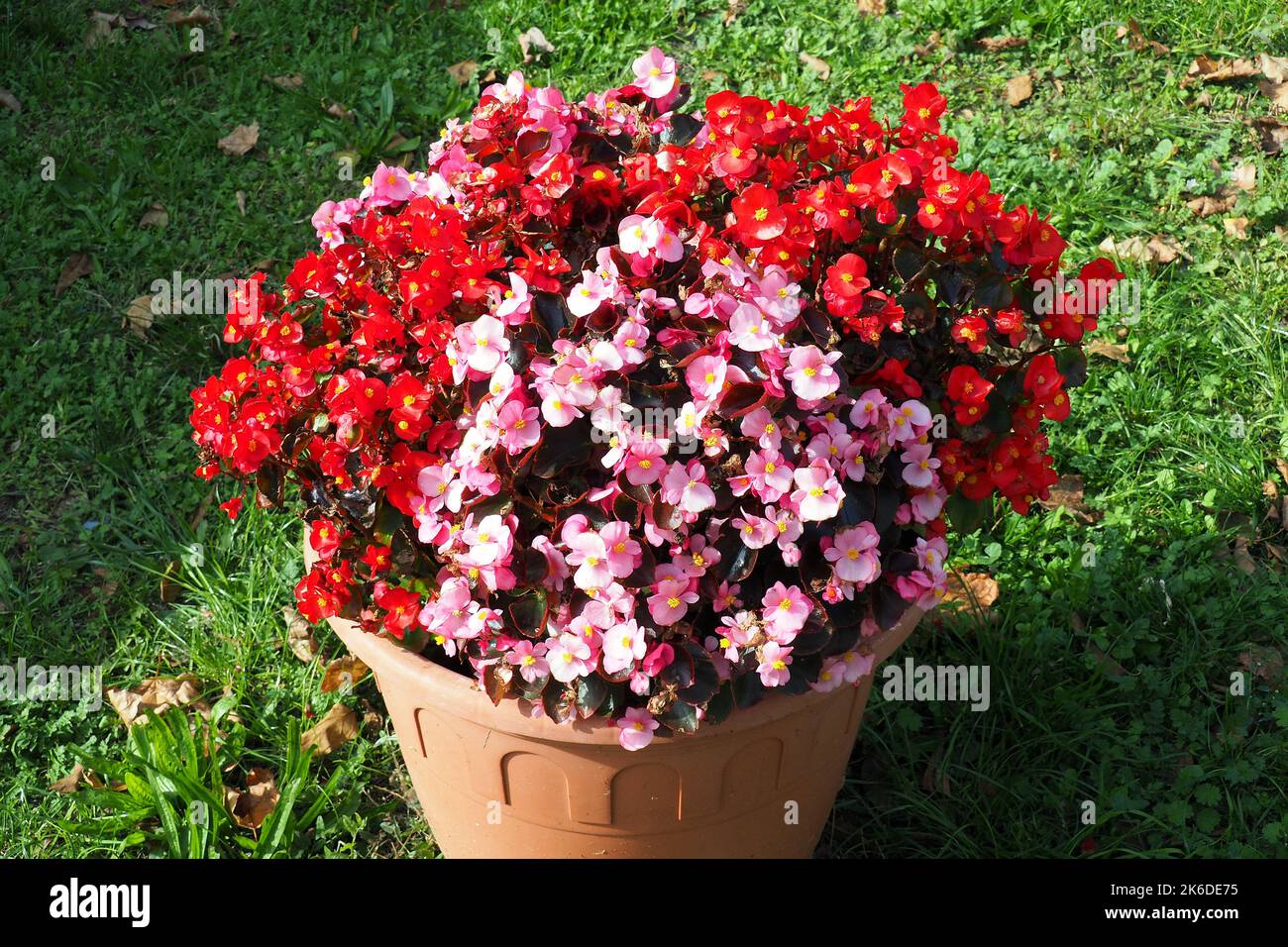 Begonia, Begonie, bégonias, Hungary, Budapest, Magyarprszág, Europe ...