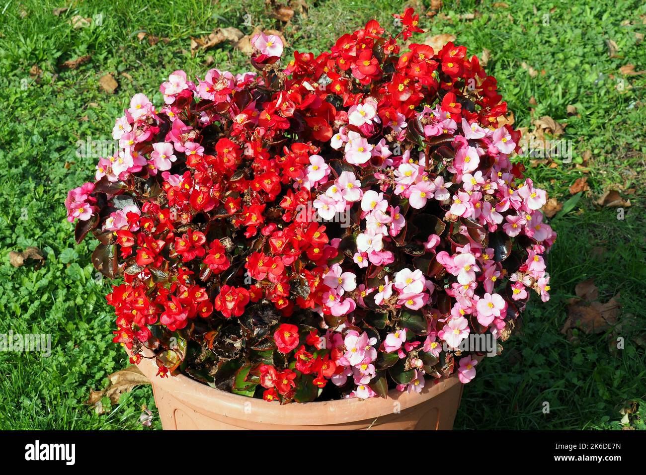 Begonia, Begonie, bégonias, Hungary, Budapest, Magyarprszág, Europe ...