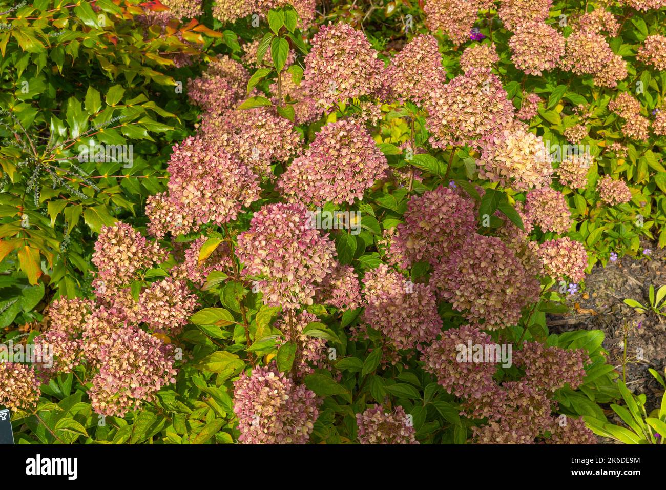 Autumn flower colors of the hydrangea paniculata jane, a compact ...