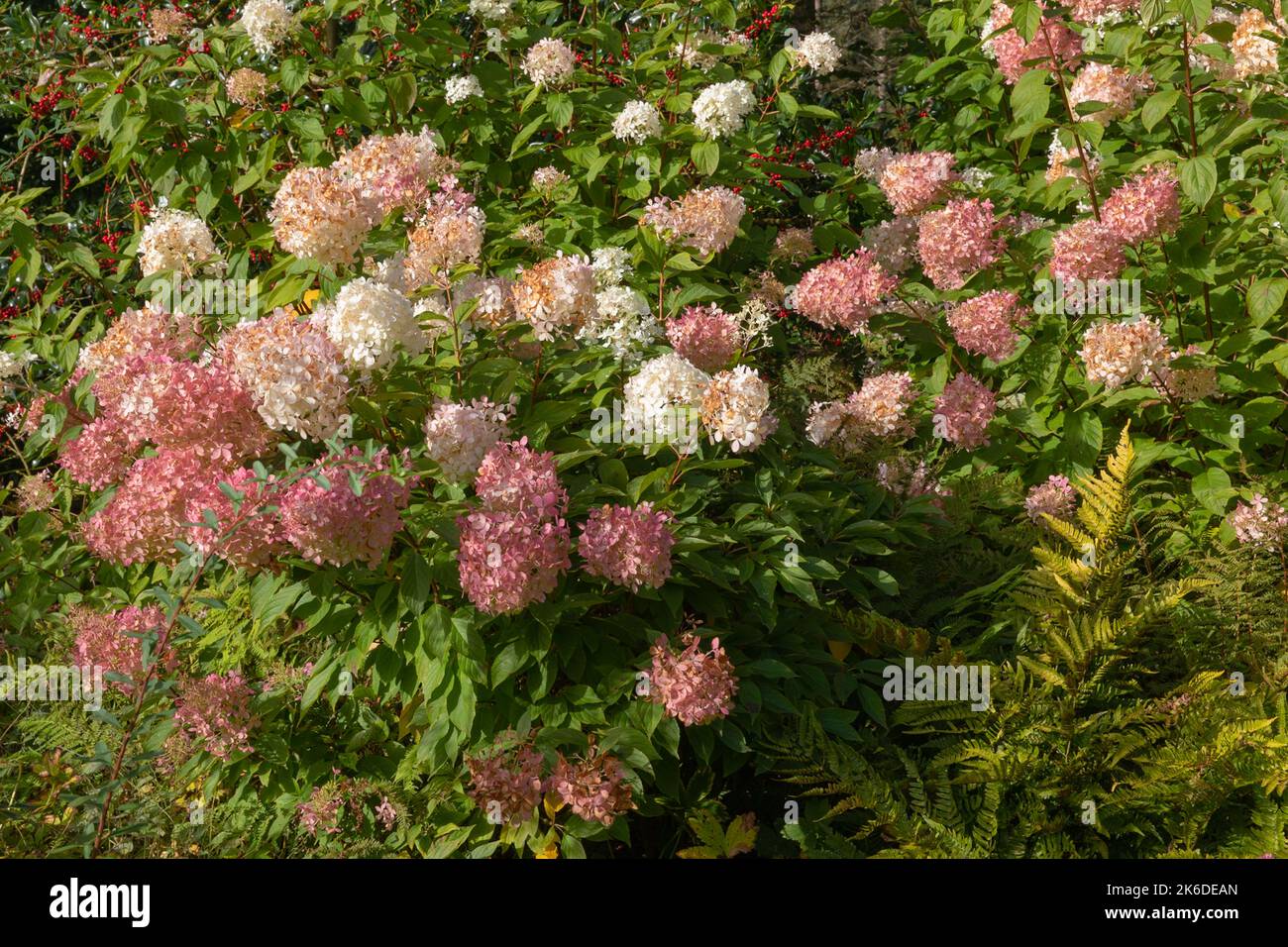 Pink and white florets of the hydrangea paniculata phantom Stock Photo ...