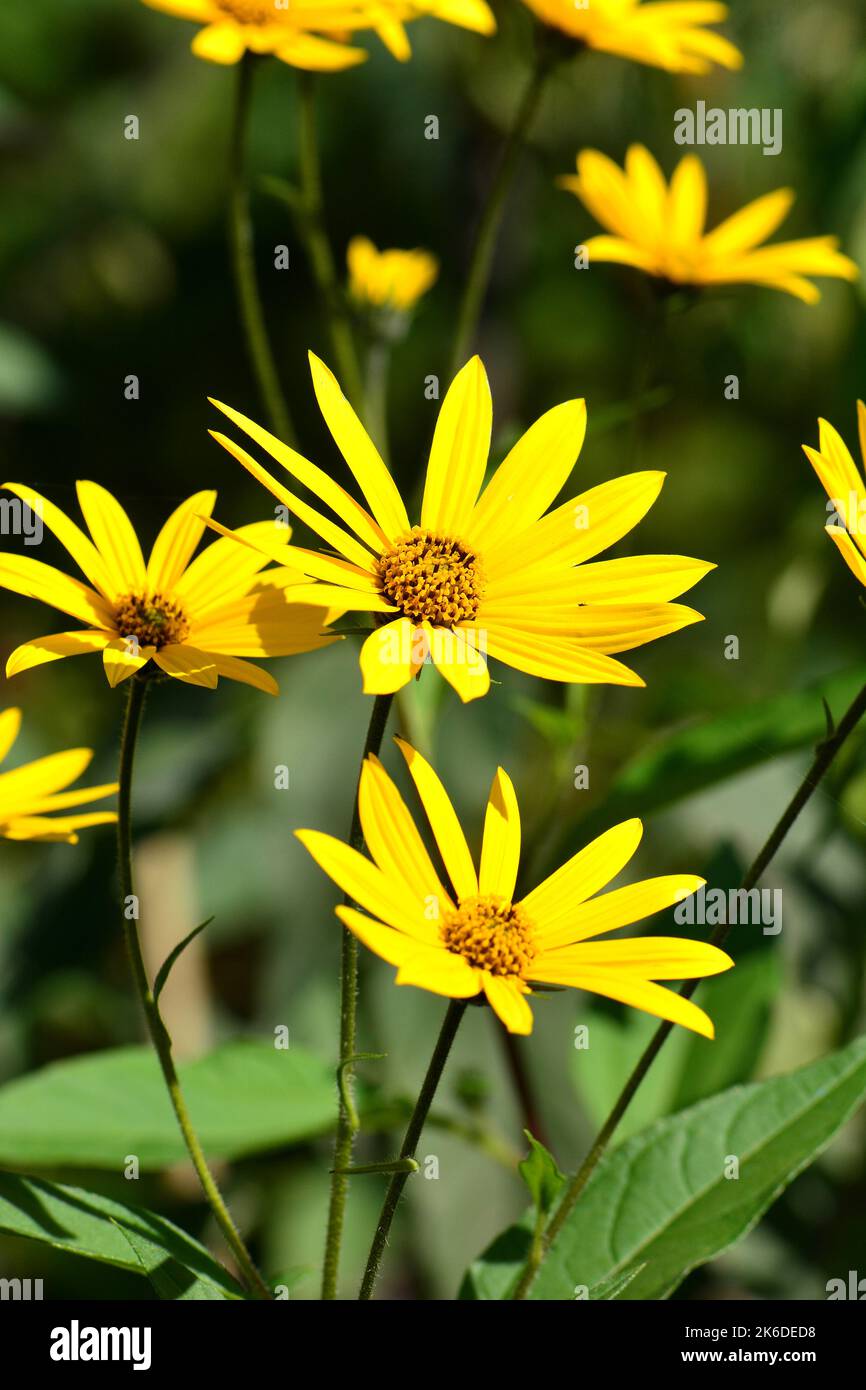 Jerusalem artichoke, sunroot, sunchoke, wild sunflower, Topinambur ...