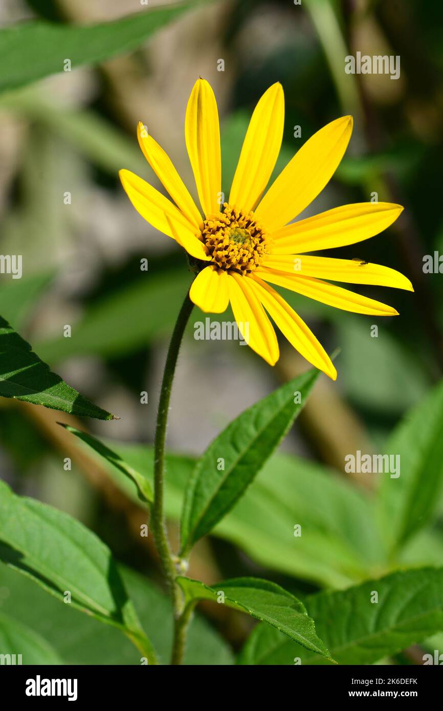 Jerusalem artichoke, sunroot, sunchoke, wild sunflower, Topinambur ...