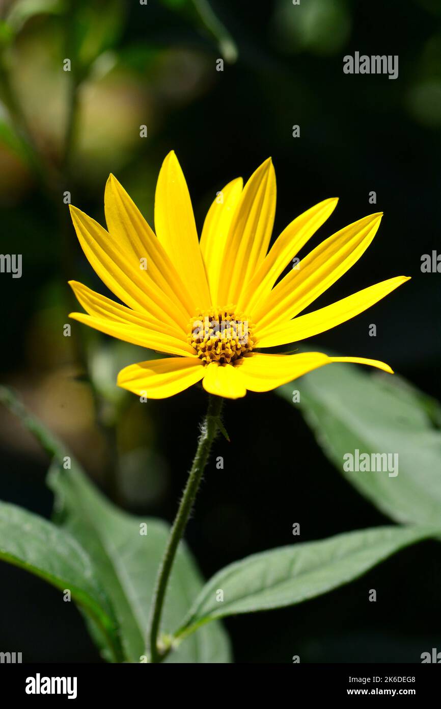 Jerusalem artichoke, sunroot, sunchoke, wild sunflower, Topinambur ...