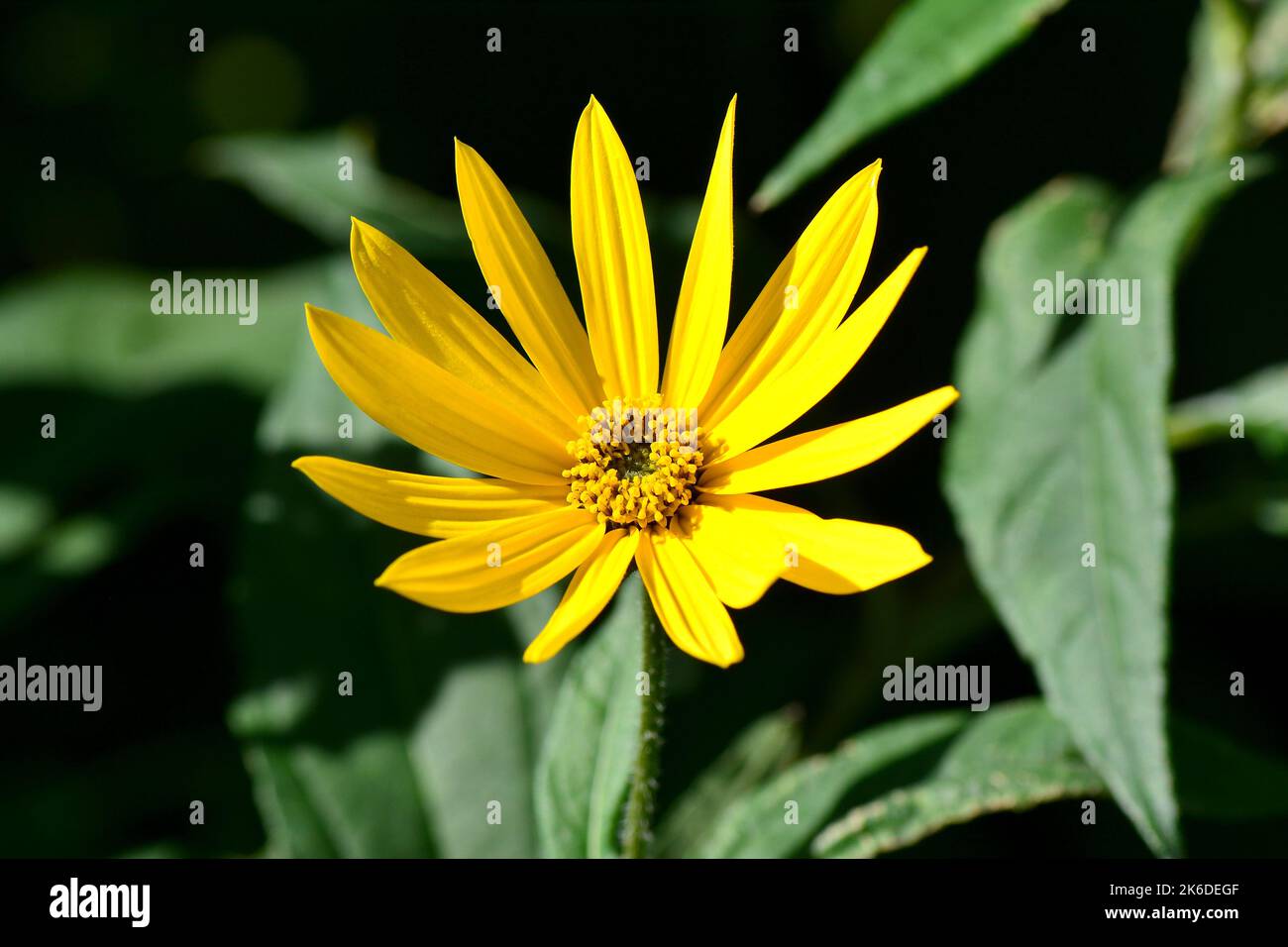Jerusalem artichoke, sunroot, sunchoke, wild sunflower, Topinambur ...