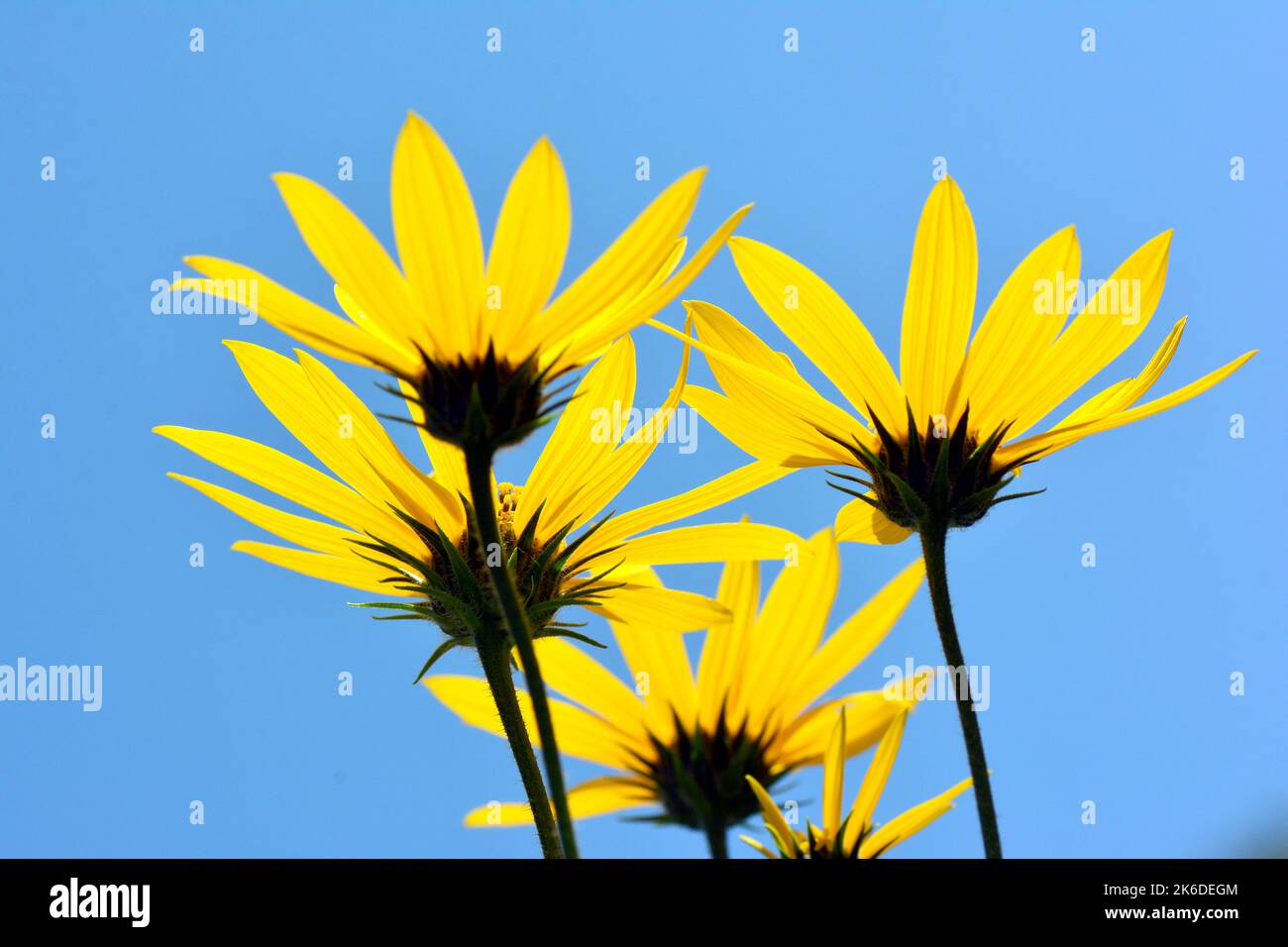 Jerusalem artichoke, sunroot, sunchoke, wild sunflower, Topinambur ...